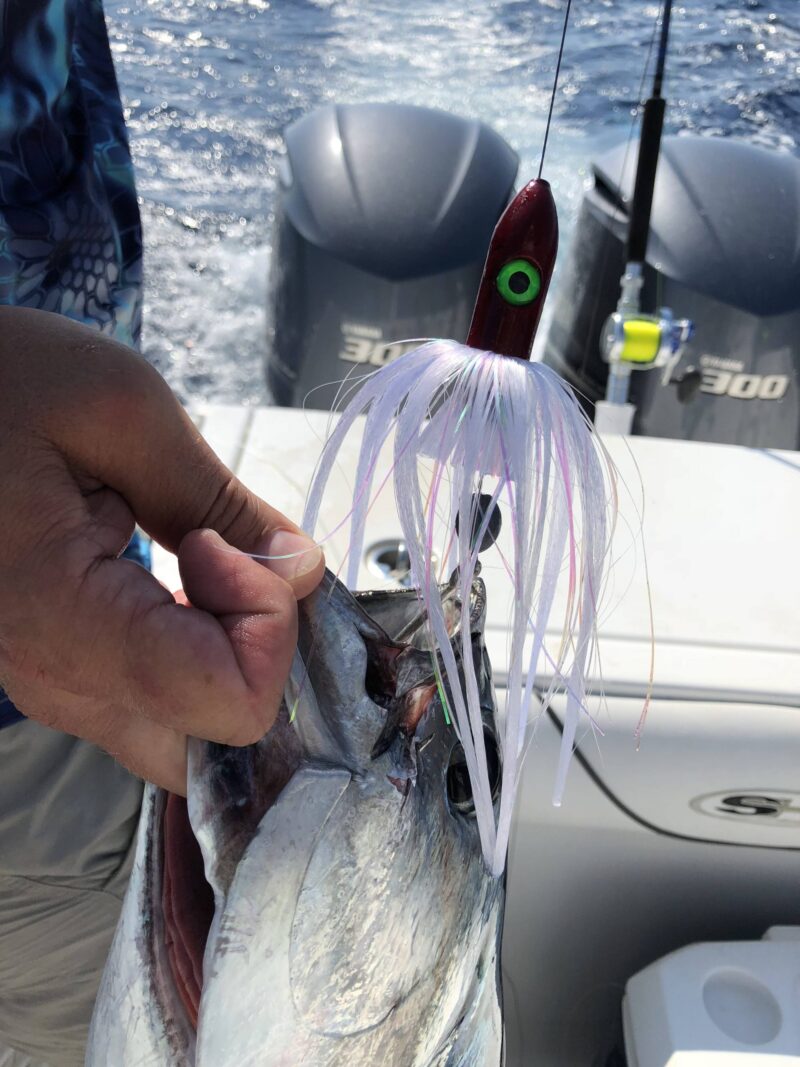 Gallery - Blue Water Candy Lures