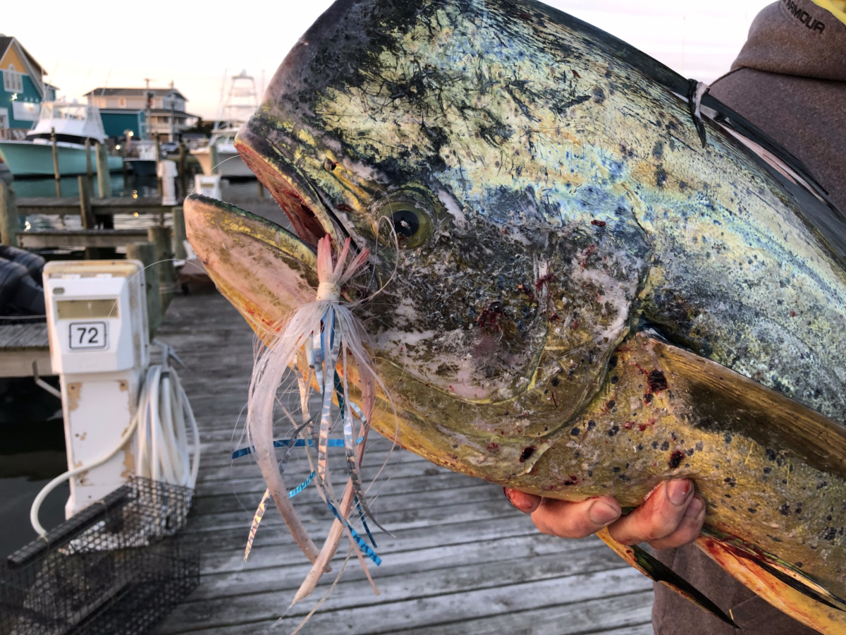 Gallery - Blue Water Candy Lures